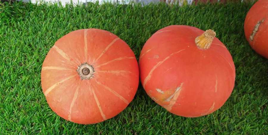 Kategori produk